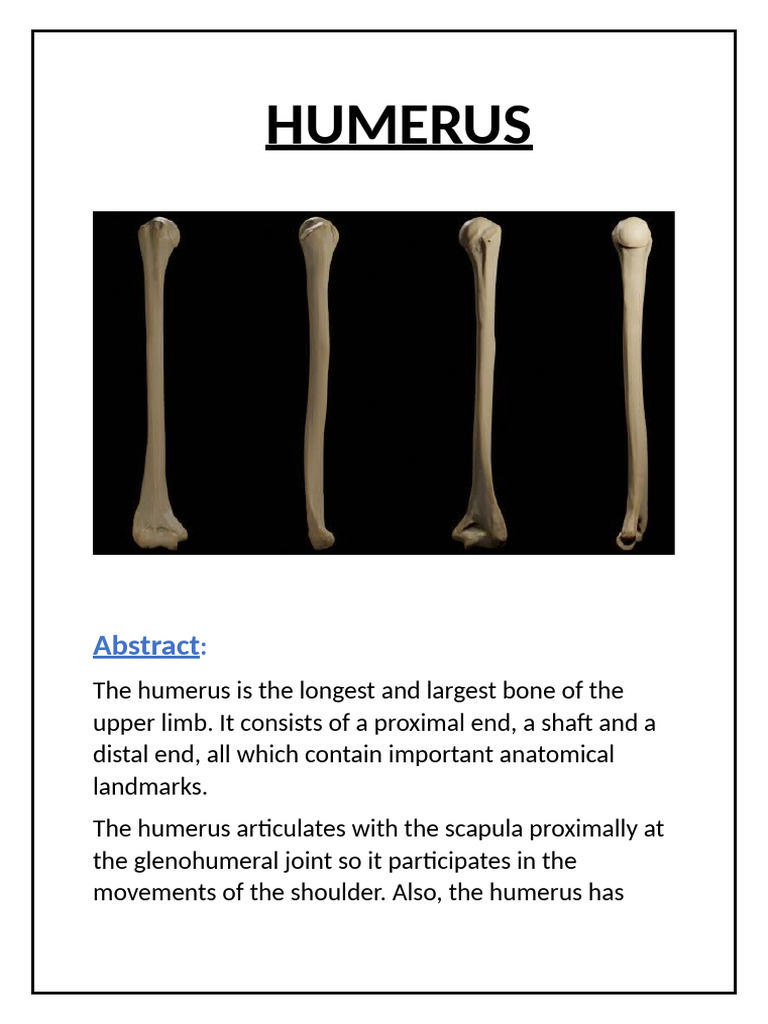 HUMERUS | PDF | Elbow | Anatomical Terms Of Motion