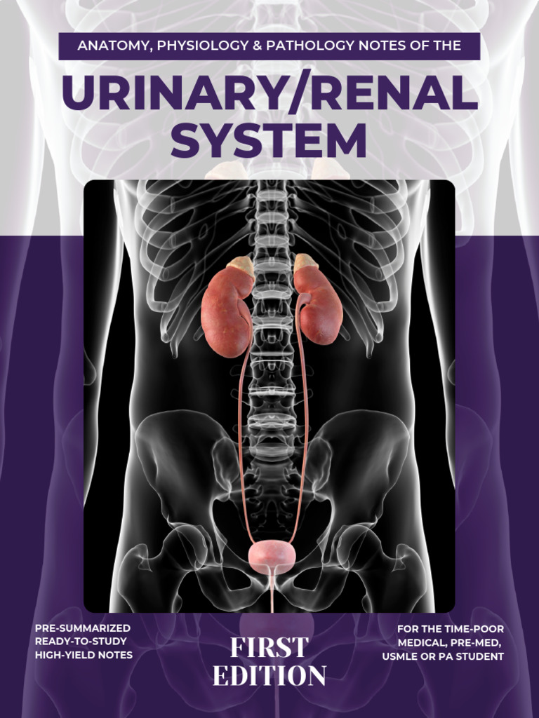 High-Yield Urinary System Study Notes | PDF | Kidney | Urinary System