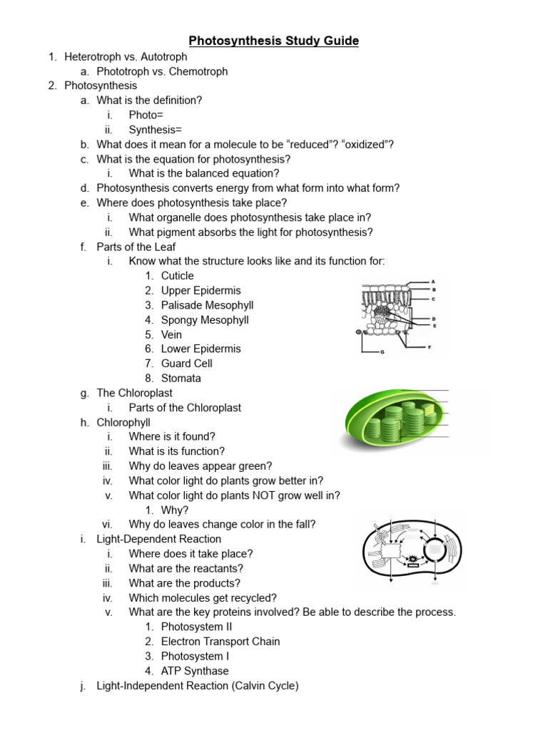 Comprehensive Photosynthesis Study Guide | PDF | Photosynthesis | Leaf