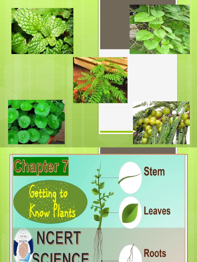 Ch-3 Getting Know About Plants | PDF
