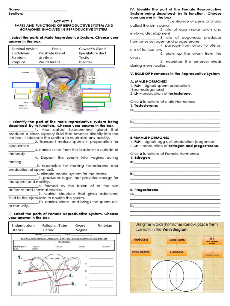 Q3-ACTIVITY-1 | PDF | Reproductive System | Genitourinary System