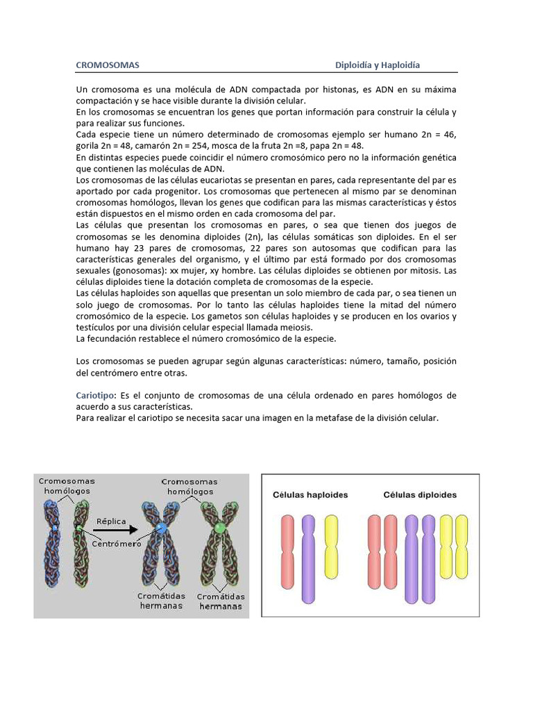 Cromosomas. Diploidia y Haploidia. | PDF