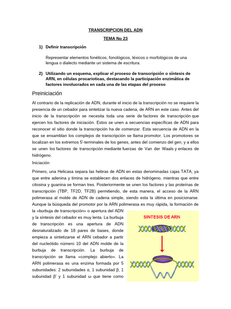 Tema 23 Transcripcion de ADN | PDF | Rna | Adn