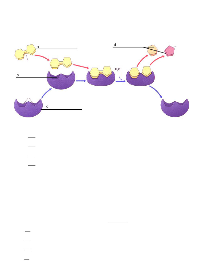 Enzyme Practice Worksheet 1 | PDF