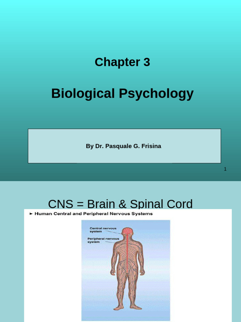 Ch03 Brain and CNS | PDF | Central Nervous System | Nervous System