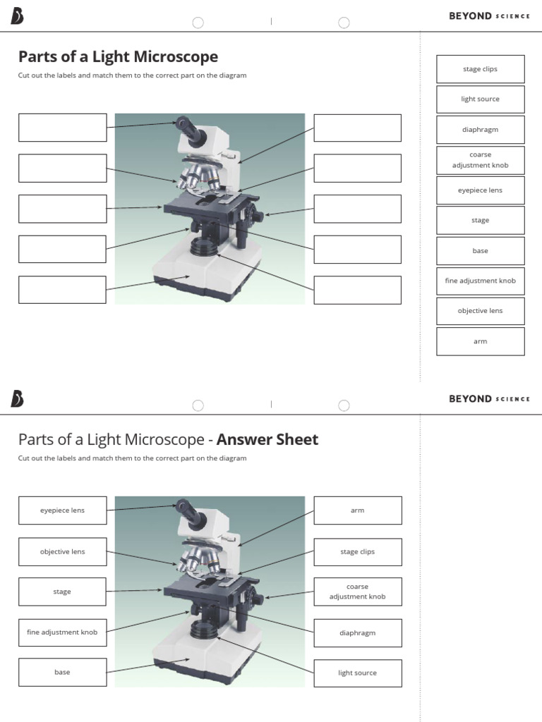 Parts of A Light Microscope Cut and Stick Worksheet | PDF
