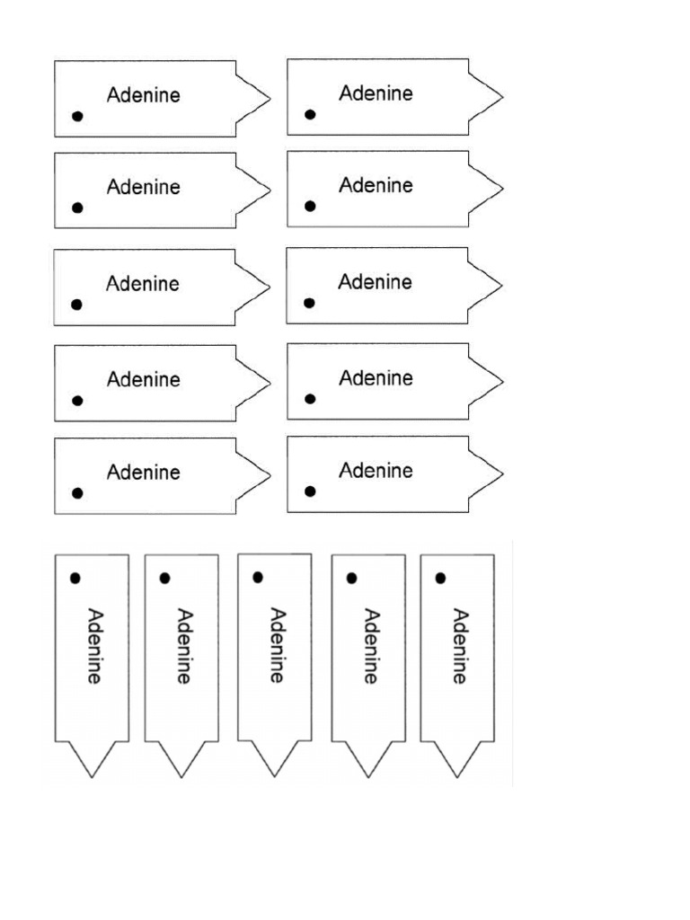 DNA Replication Template | PDF