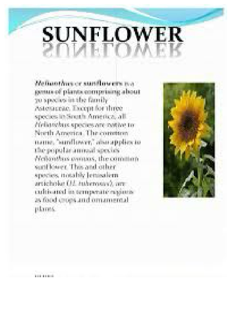 Sunflower Essay | PDF