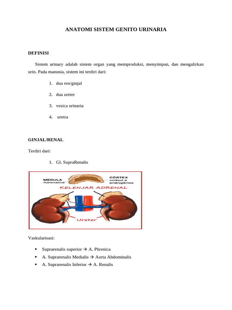 Anatomi Sistem Genito Urinaria Manusia | PDF