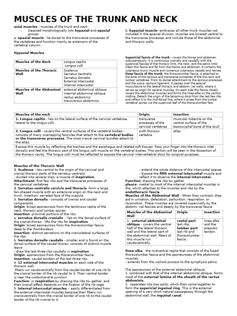 Trunk and Neck M. Reviewer | PDF | Vertebra | Abdomen