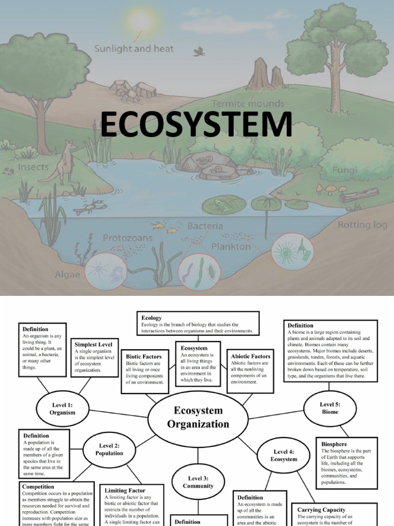 BIOT 411 - 3 - Nutrient Cycles | PDF | Sulfur | Ecosystem