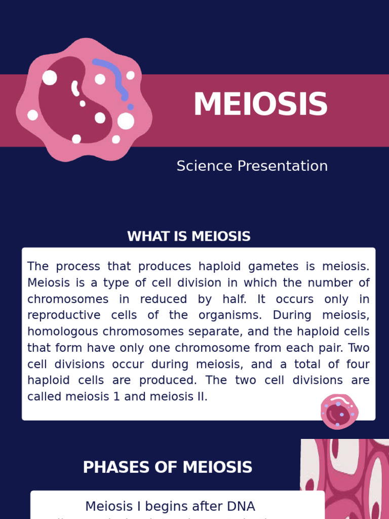 Understanding Meiosis: Cell Division Explained | PDF | Meiosis | Mitosis