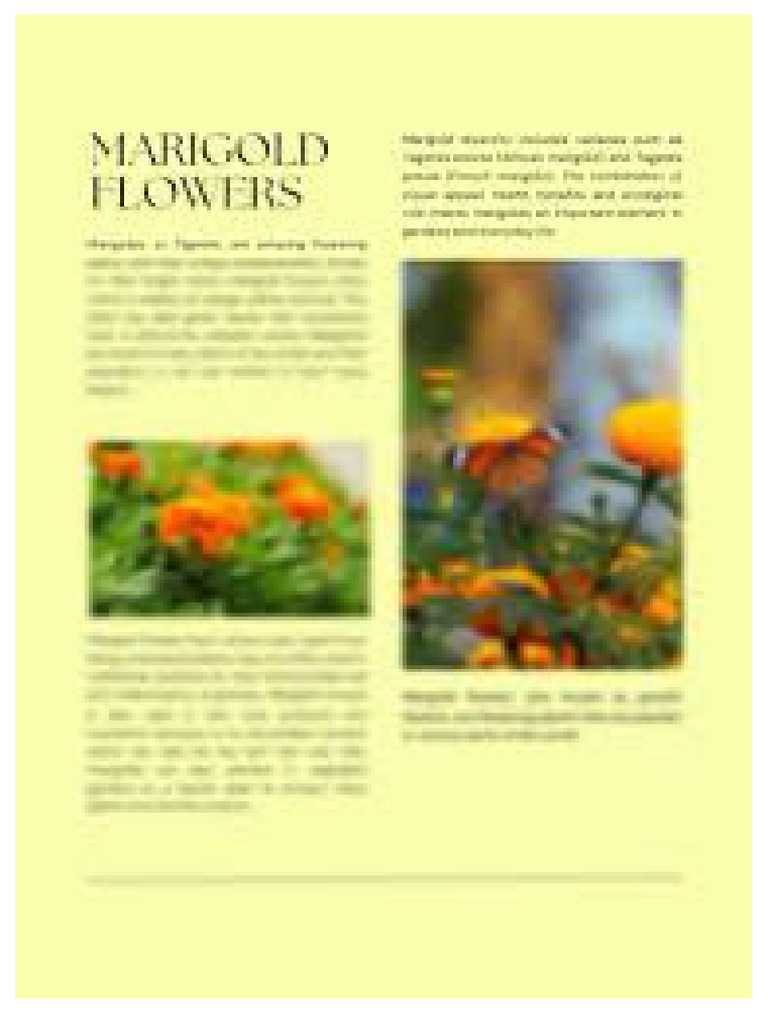 Marigold Essay | PDF