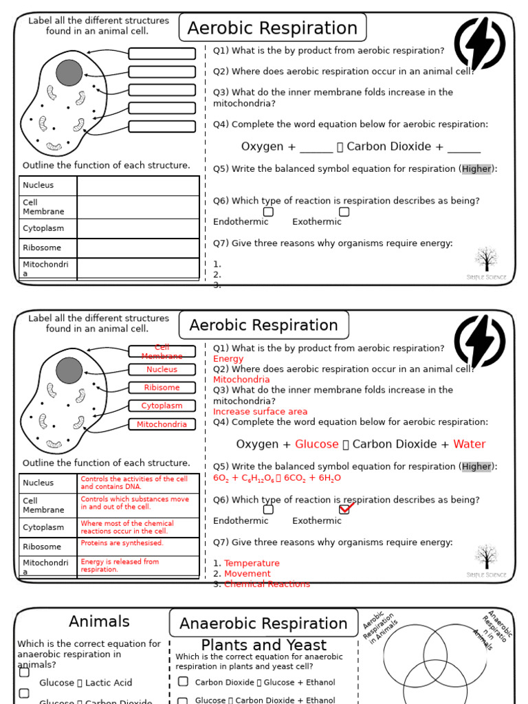 Aerobic-and-Anaerobic-Respiration-SimpleScience-Worksheets | PDF ...