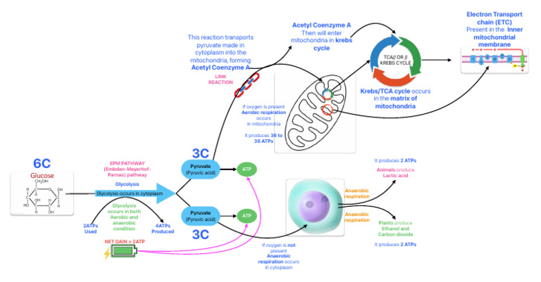 Cellular Respiration Mind Map | PDF | Cellular Respiration | Glycolysis