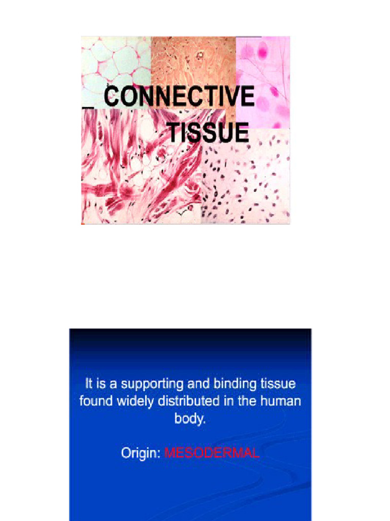 3) Connective Tissue | PDF | Connective Tissue | Cell Biology