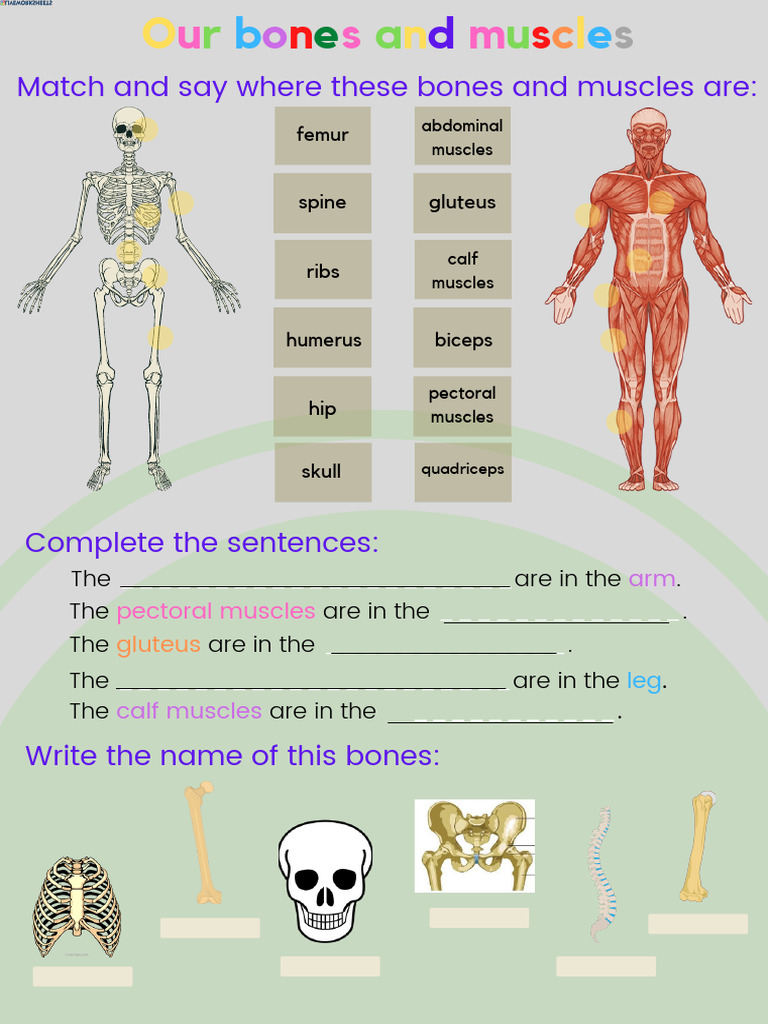 Bones and Muscles Location Guide | PDF