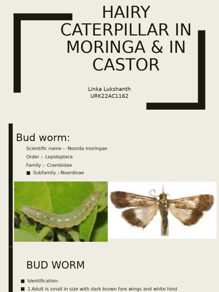 Pest of Crops (Urk22ac1162) | PDF | Pupa | Lepidoptera