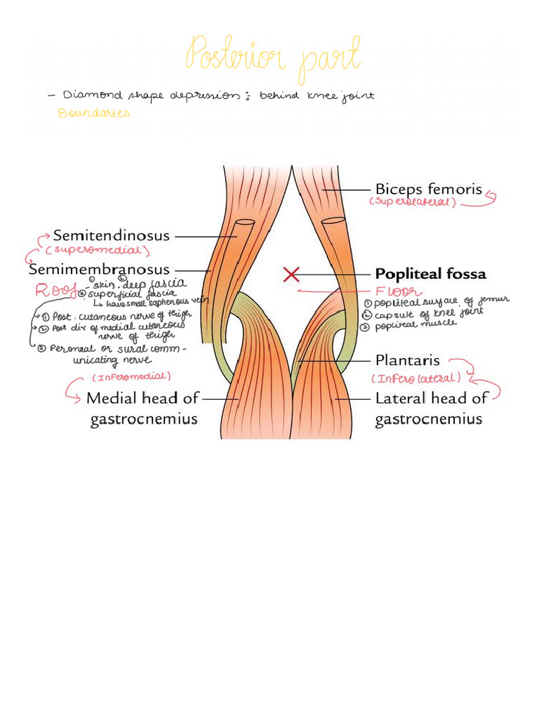 Posterior Part | PDF