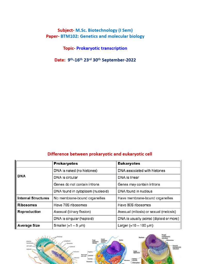 Prokaryotic Transcription | PDF | Promoter (Genetics) | Gene