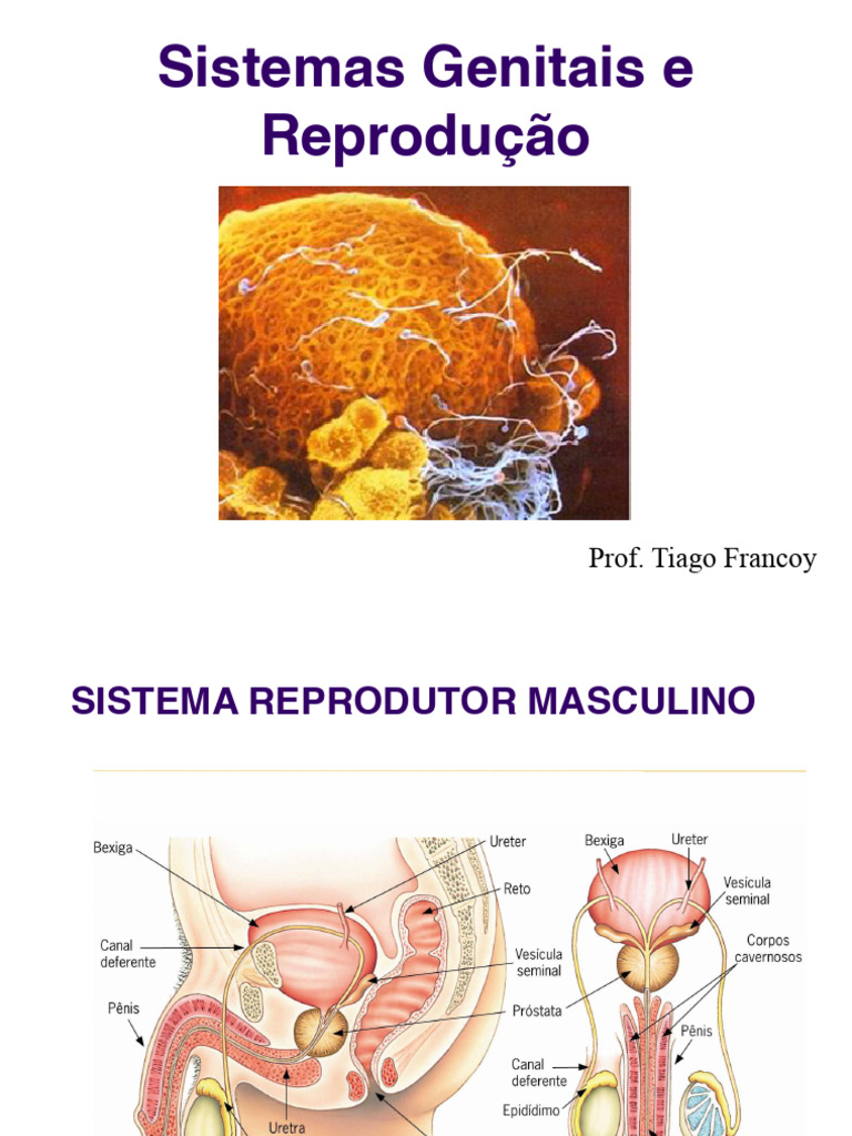 Aula Reprodutor Masc e Fem | PDF | Próstata | Sêmen