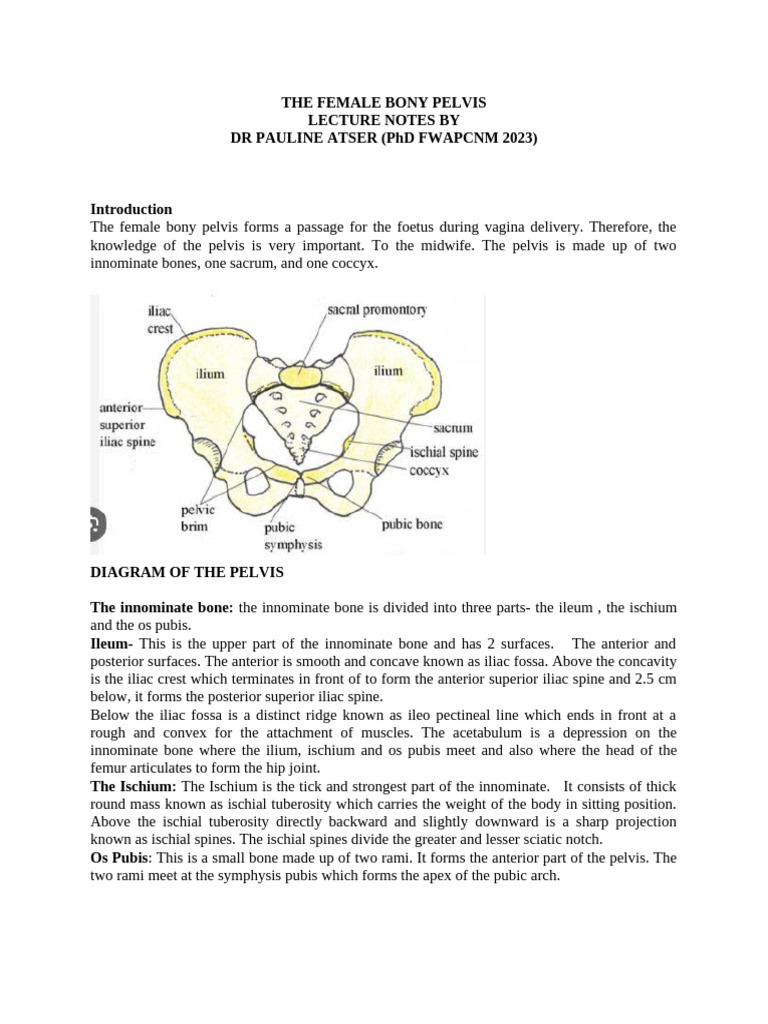 Anatomy Of The Female Bony Pelvis Pdf Pelvis Skeletal System