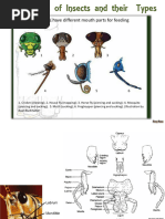 Insect Body Segmentation Guide | PDF | Insects | Arthropodology