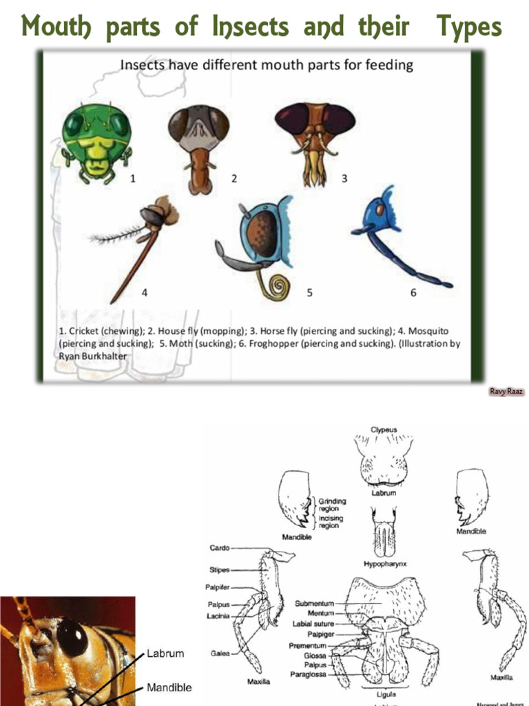 Insect Mouth Parts 1 | PDF | Insects | Arthropodology