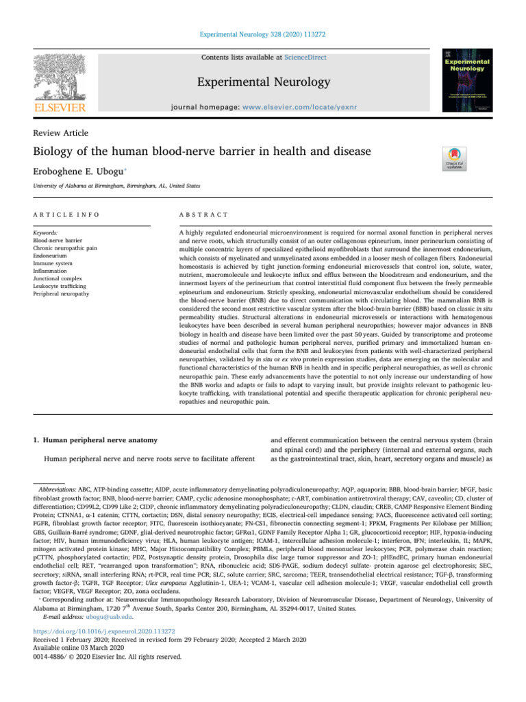 Biology of The Human Blood-Nerve Barrier in Health and Disease | PDF ...