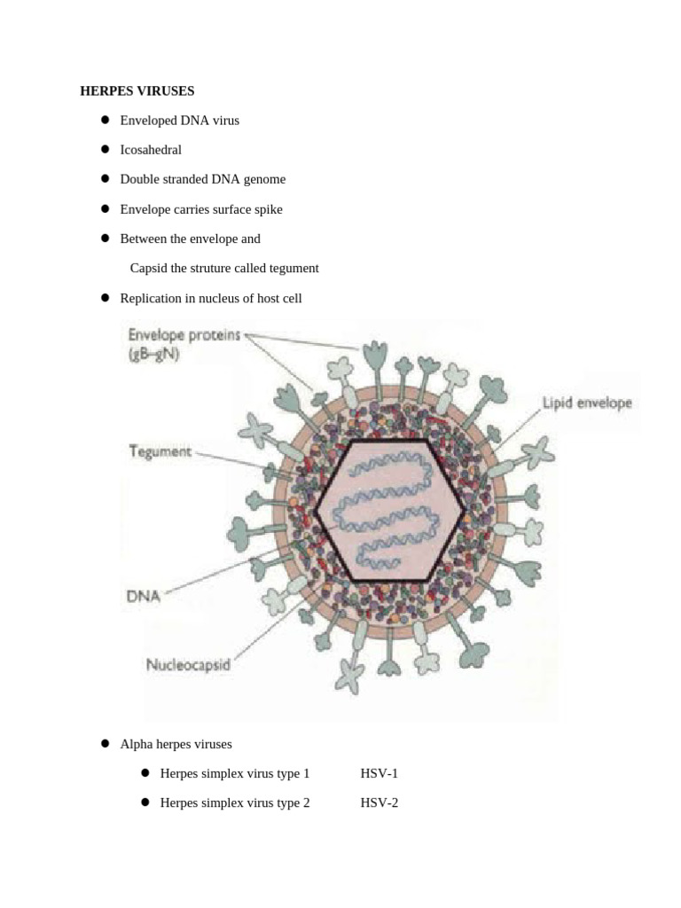 Chapter 5 Herpes Viruses | PDF | Virus | Microbiology