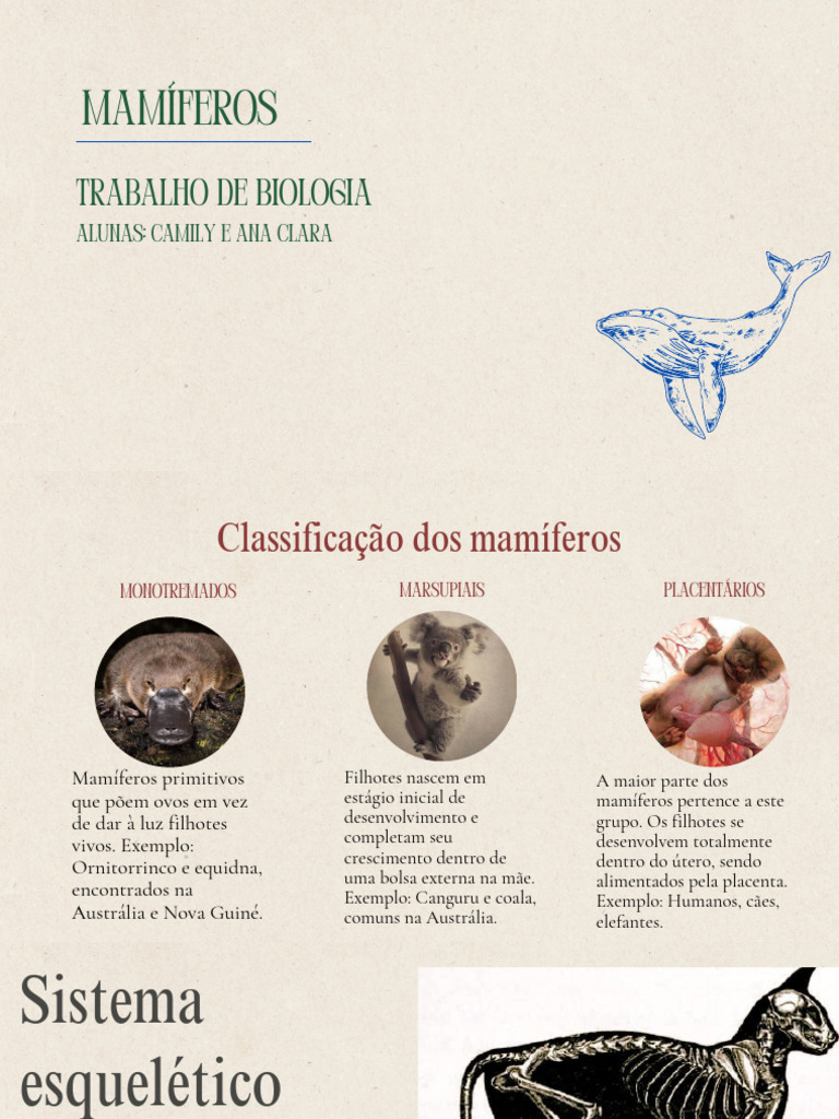 Trabalho de Biologia - Mamíferos _20240812_131744_0000 | PDF | Mamíferos | Sistema digestivo humano