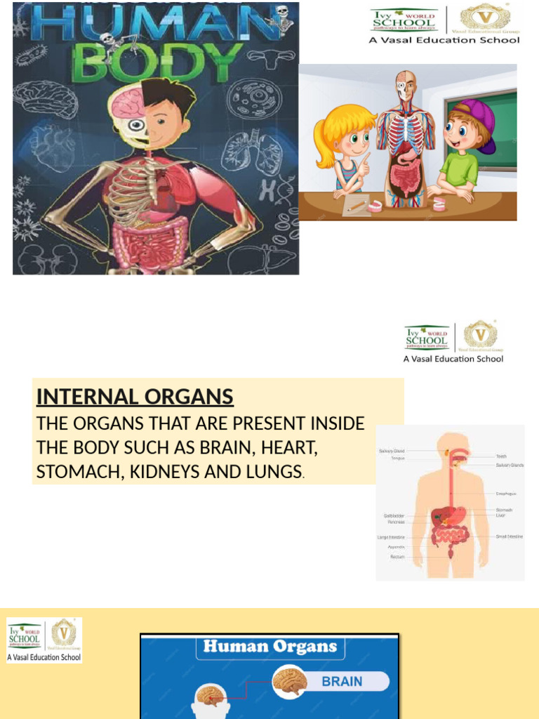 Types of Internal Organs | PDF