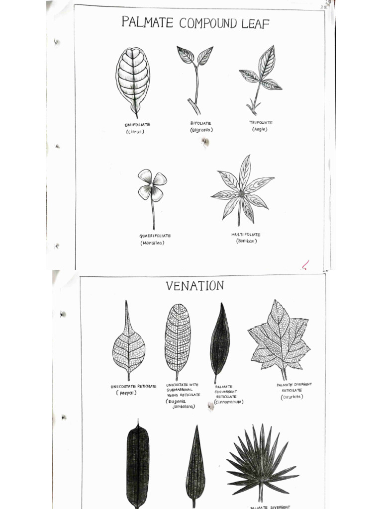 Botany Record | PDF
