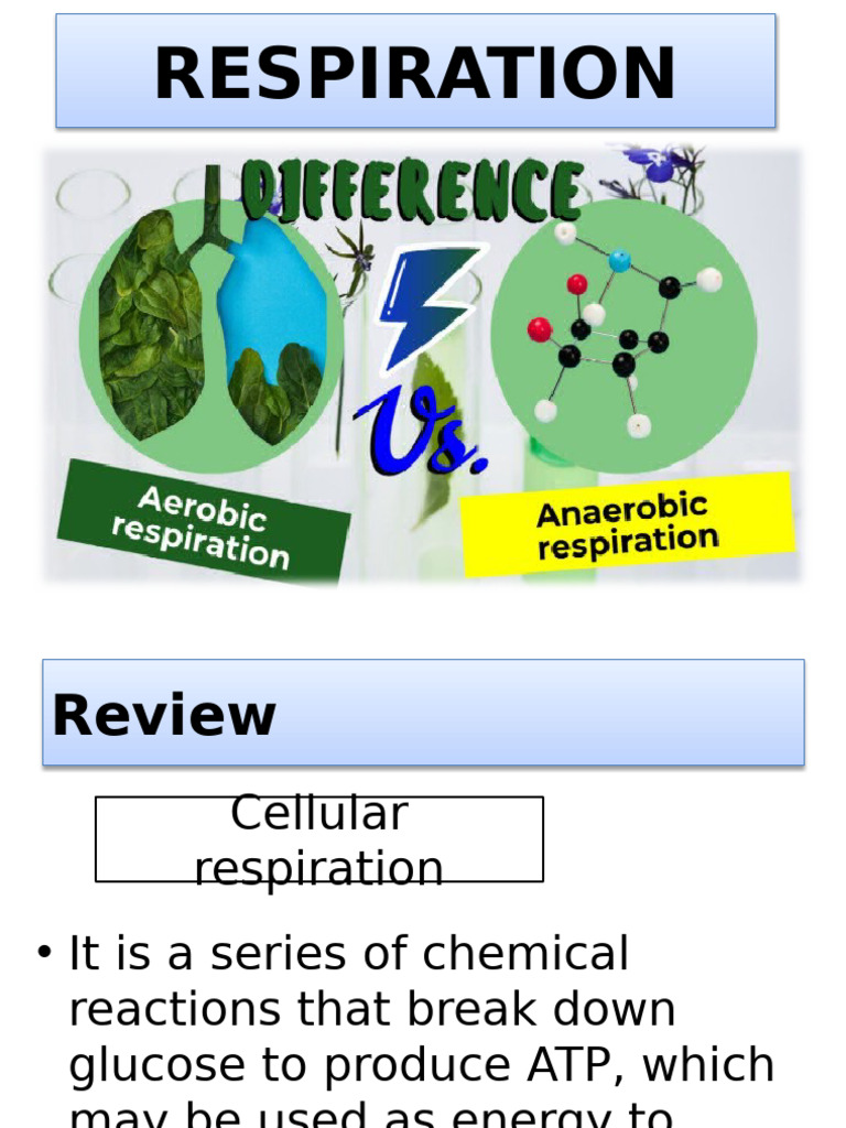 Q2.6 Aerobic Cellular Respiration | PDF | Cellular Respiration ...