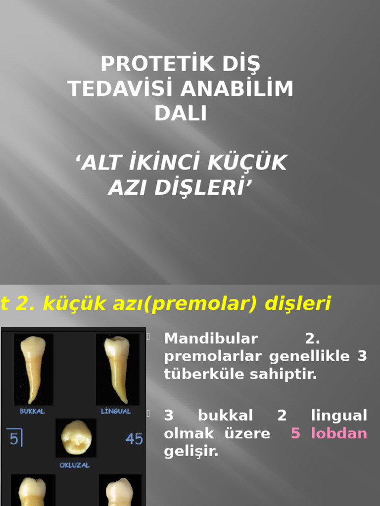 Alt 2. Premolar | PDF