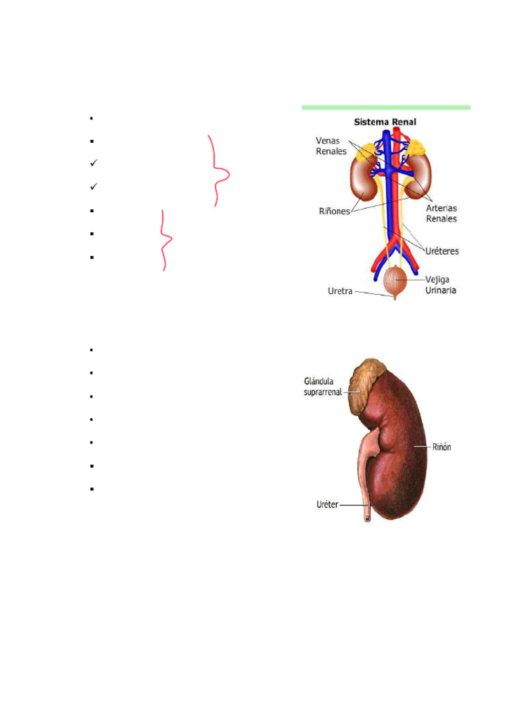 Tema 6 Fisiolog del sistema renal | PDF | Riñón | Orina