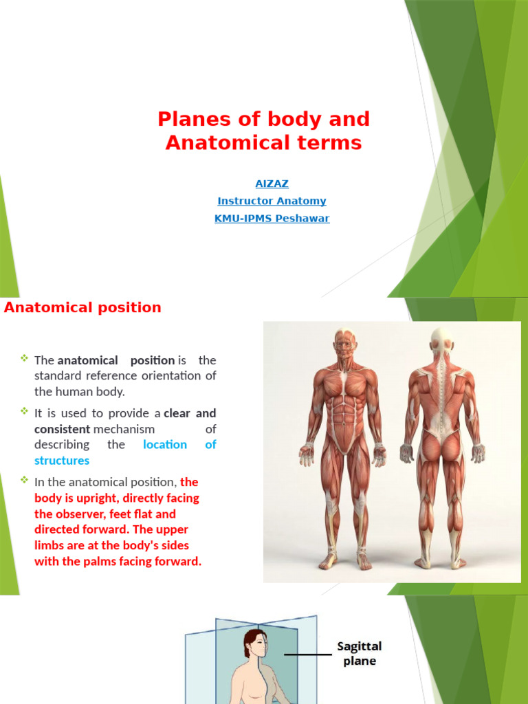Anatomy Lec 2 (Planes & Terms) | PDF | Anatomical Terms Of Motion ...