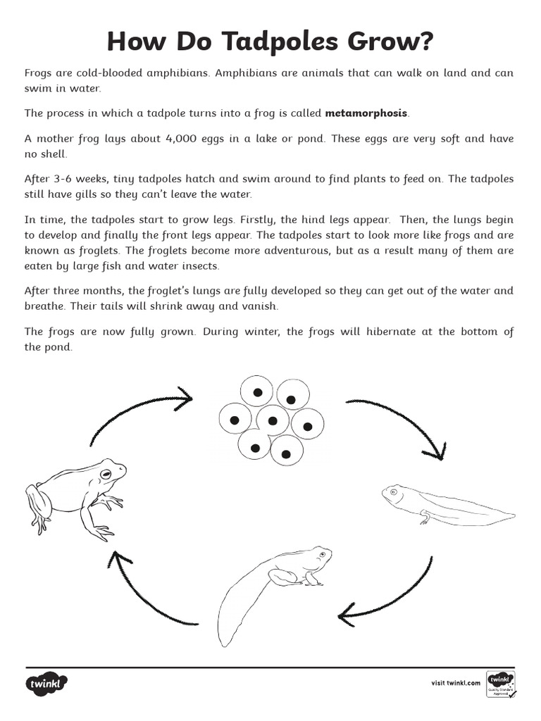 Au t2 e 2176 How Do Tadpoles Grow Explanation Writing Sample - Ver - 2 ...