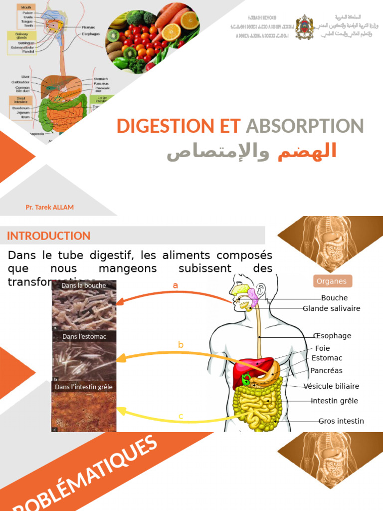 La Digestion Et L'absorption | PDF | Tractus gastro-intestinal | Estomac