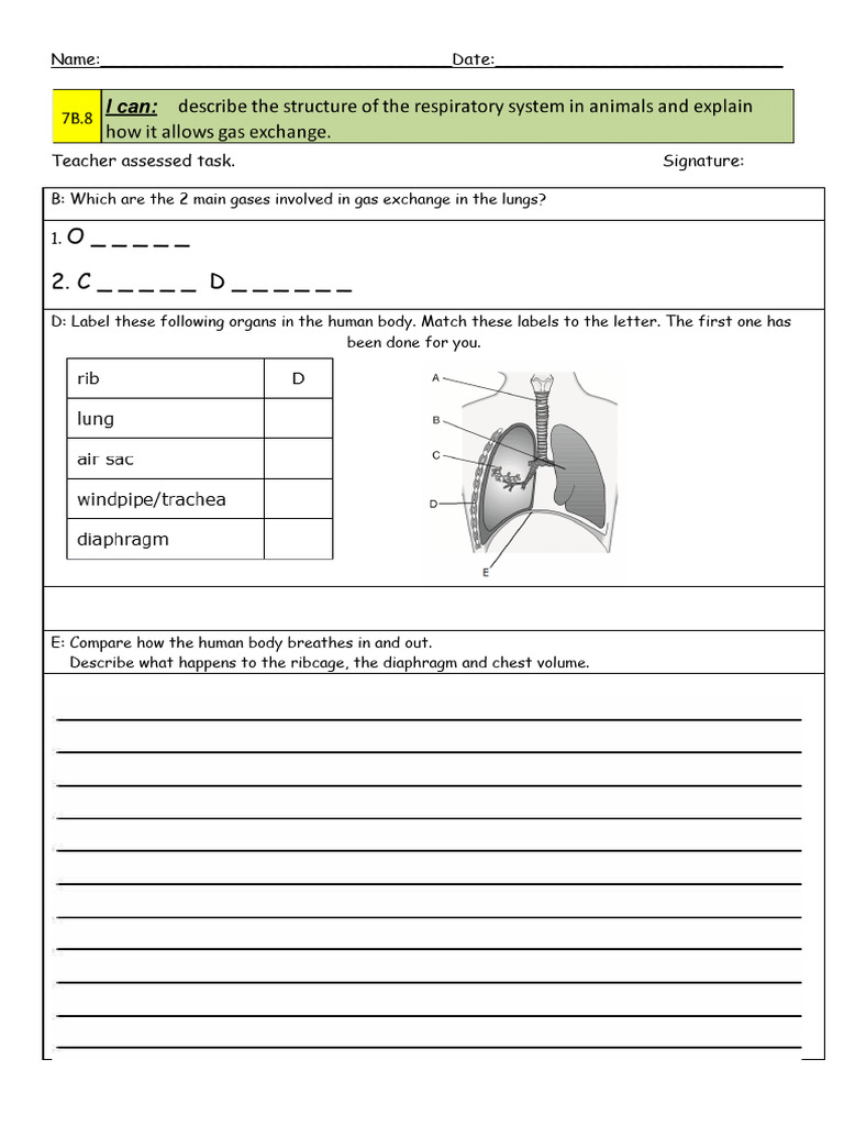 7B.8 - Describe The Structure of The Respiratory System | PDF