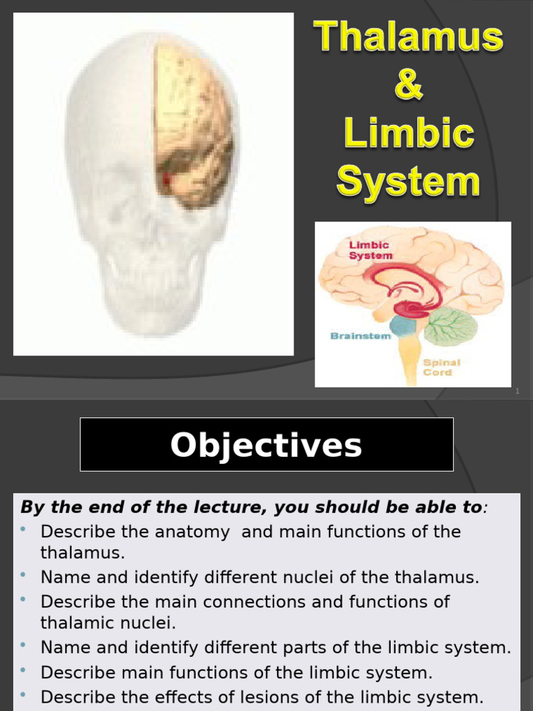17 - Thalamus & Limbic System | PDF | Thalamus | Limbic System