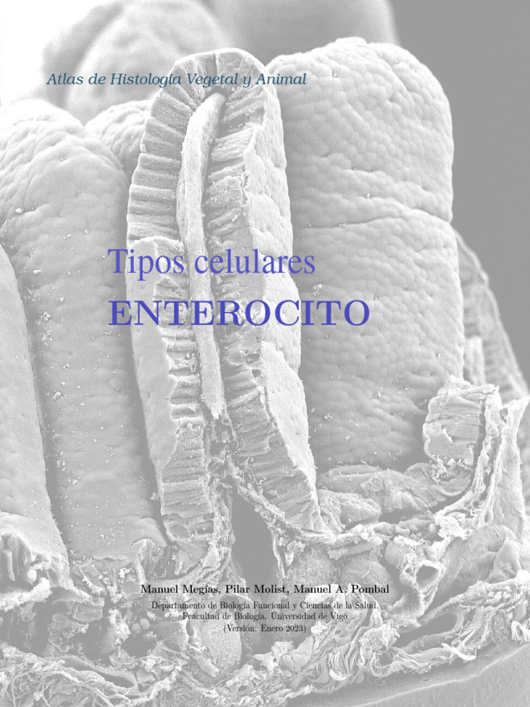 Atlas de Histología: Enterocitos | PDF | Epitelio | Intestino delgado