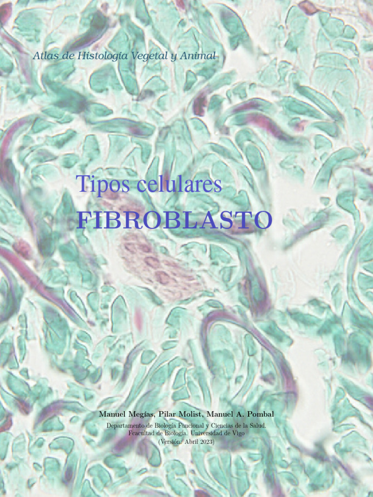 Tipos Cel Fibroblasto | PDF | Fibroblastos | Piel