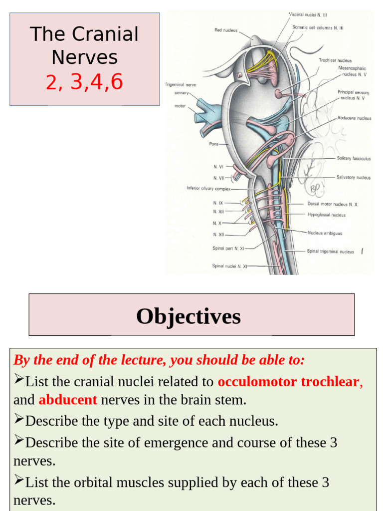 13 - II, III, IV & VI Cranial Nerves | PDF | Ophthalmology | Vision