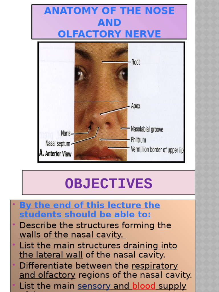 Anatomy of the Nose and Olfactory Nerve | PDF | Human Nose | Primate ...
