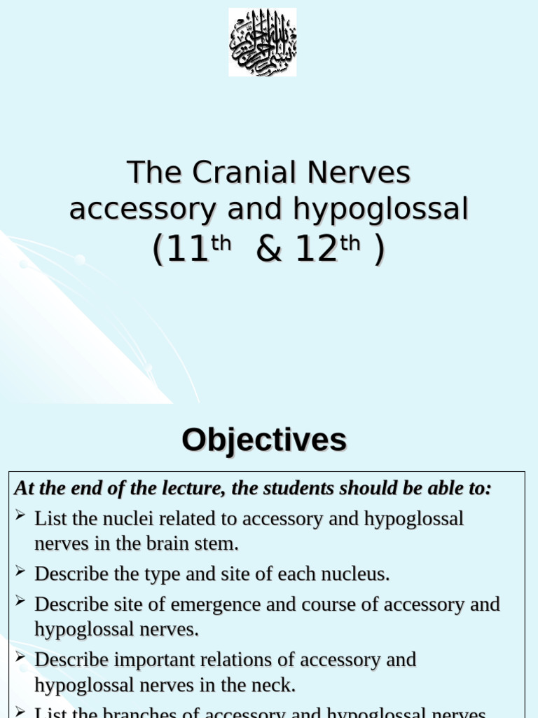 Accessory & Hypoglossal Nerves Overview | PDF | Human Anatomy ...