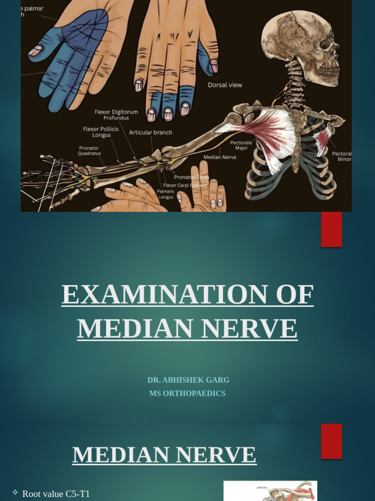 Median Nerve | PDF | Musculoskeletal System | Limbs (Anatomy)