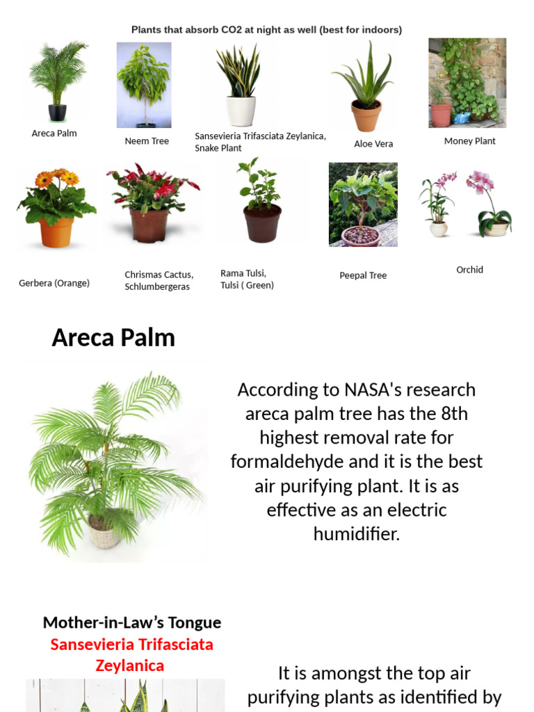 9 Plants That Absorb CO2 | PDF