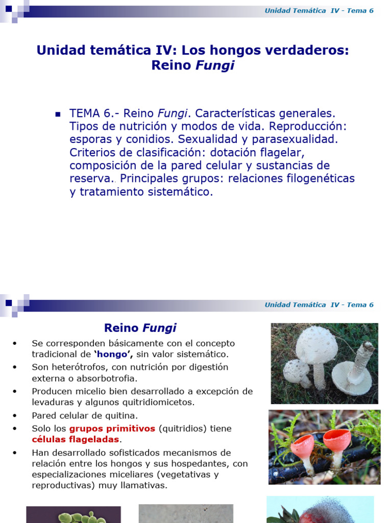 Botánica-T06. Los Hongos Verdaderos. Reino Fungi | PDF | Hongo ...
