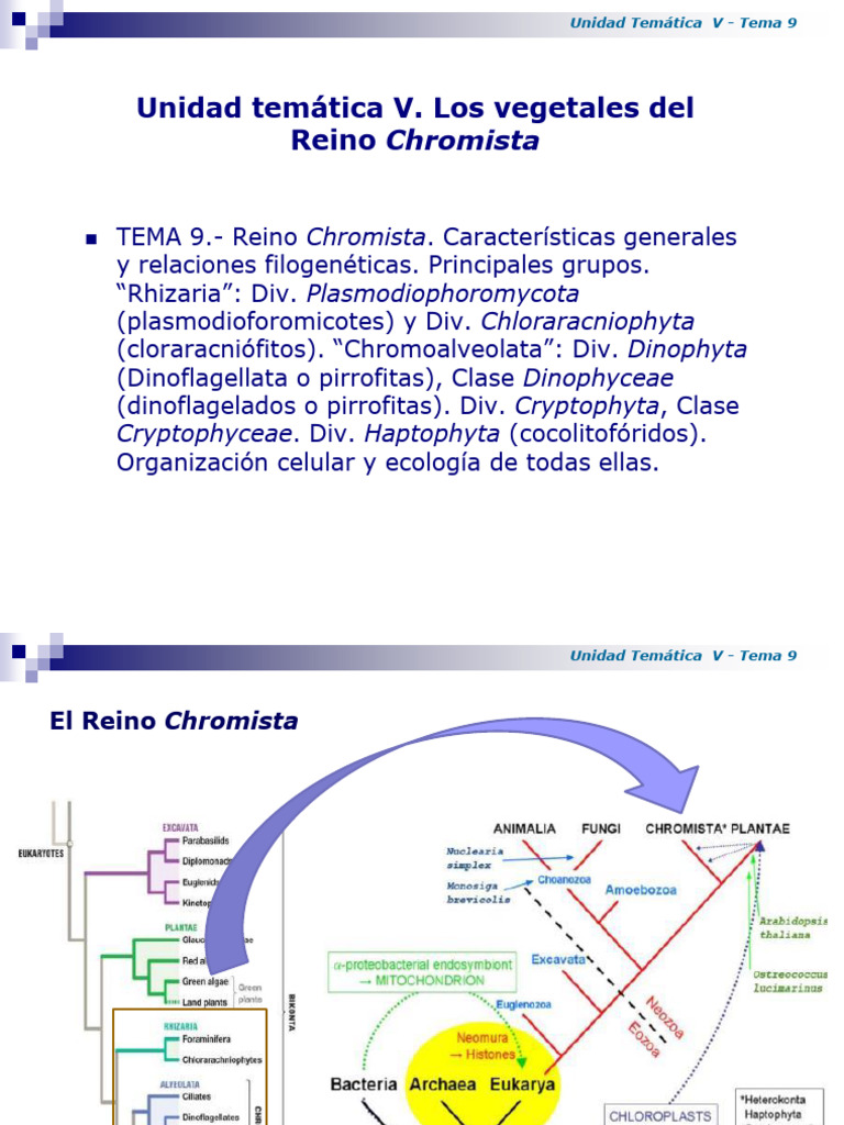Características del Reino Chromista | PDF | Algas | Organismos